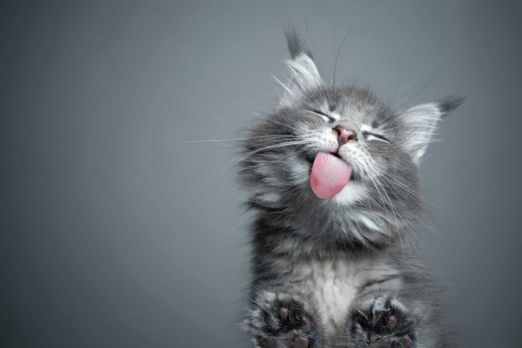 Conoce a los 10 gatos más monos del mundo - Zonacachorros.com