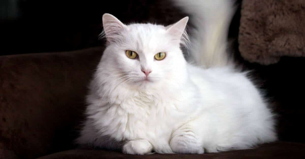 15 Tipos de gatos blancos - Zonacachorros.com