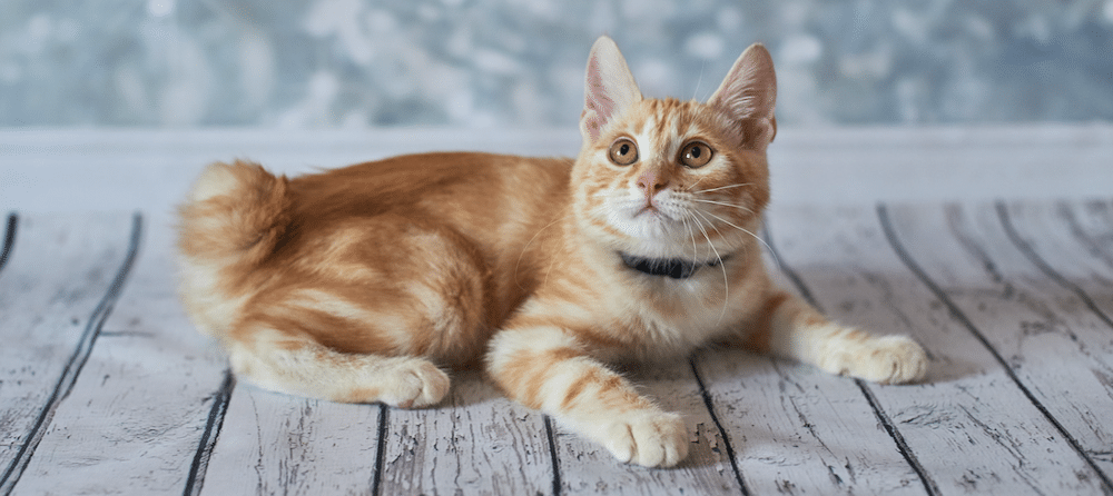 Características de la raza de gato Bobtail americano - Zonacachorros.com