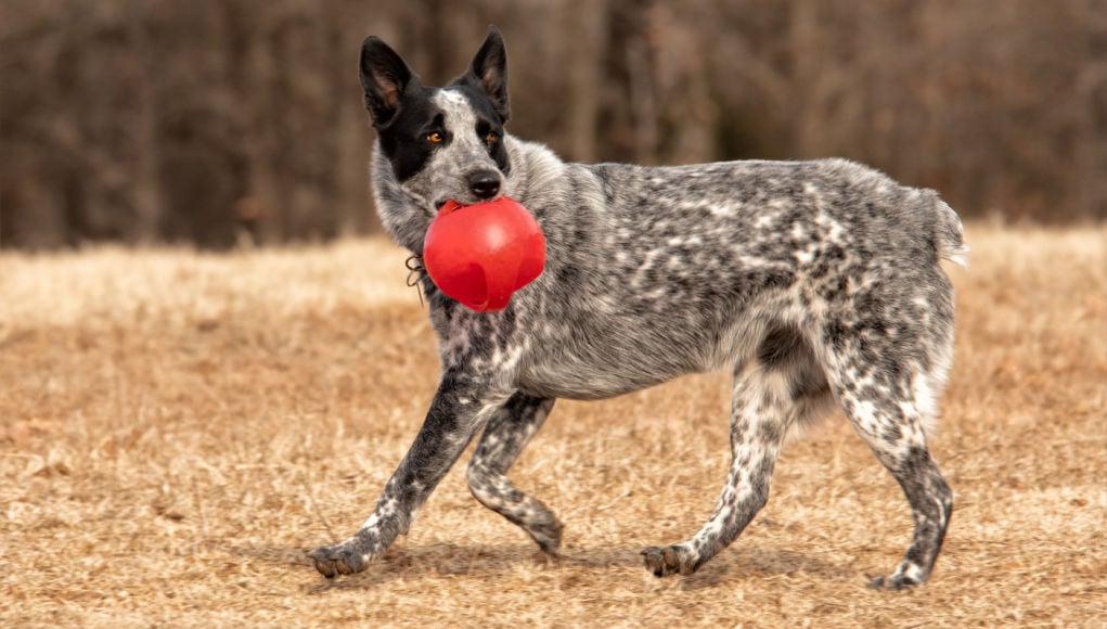 Todo sobre la raza de perro Texas Heeler (mezcla de pastor australiano ...