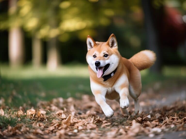 Cuanto Crece Un Shiba Inu Descubre El Tamaño Y Desarrollo De Esta