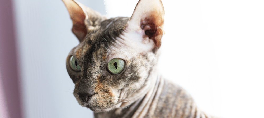 Todo sobre la raza de gato - Zonacachorros.com