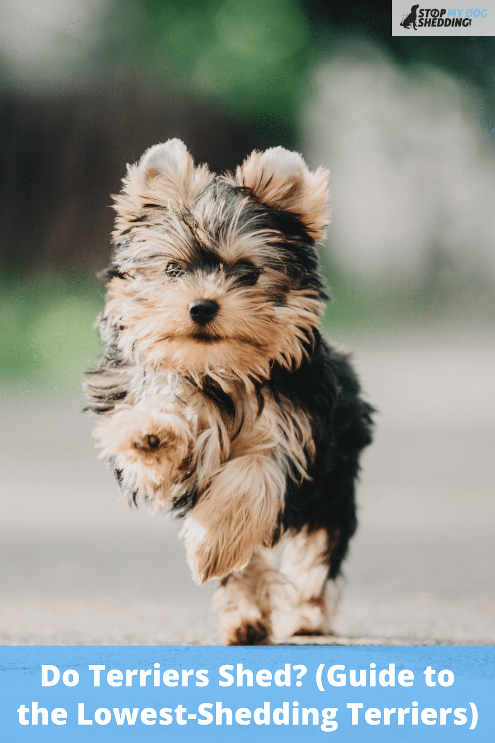 ¿Los Terriers mudan y sueltan mucho pelo? (Guía de los Terriers que ...