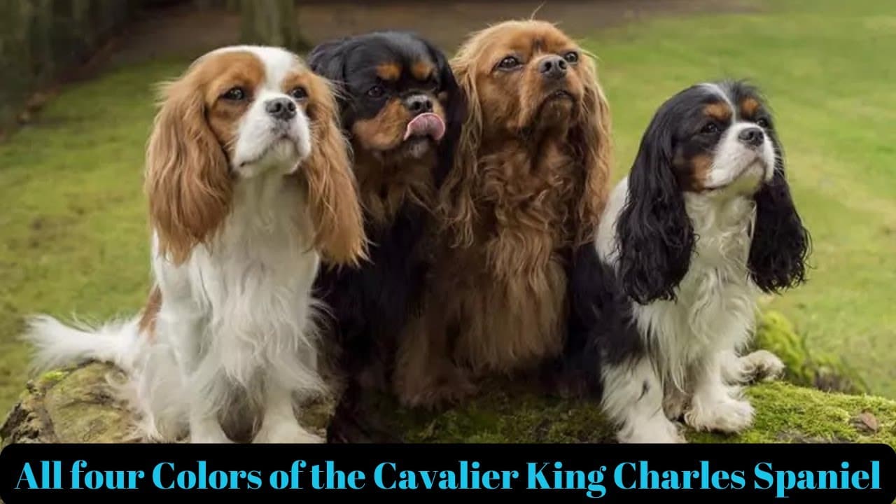 ¿Los Cavalier King Charles Spaniels Tiran Mucho Pelo? Descubre la ...